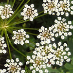 Anís - Plantas Medicinales