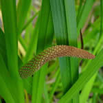 Cálamo aromático - Plantas Medicinales