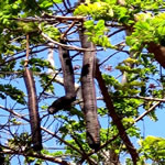 Carao - Plantas Medicinales