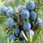 Enebro - Plantas Medicinales