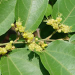 Lista de plantas medicinales por la letra G