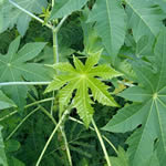 Higuerilla - Plantas Medicinales