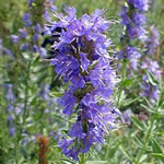 Hisopo - Plantas Medicinales