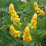 Saragundí - Plantas Medicinales