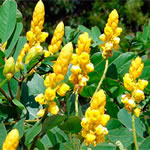 Sen - Plantas Medicinales