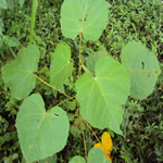 Targuá - Plantas Medicinales