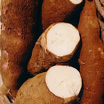 Yuca - Plantas Medicinales